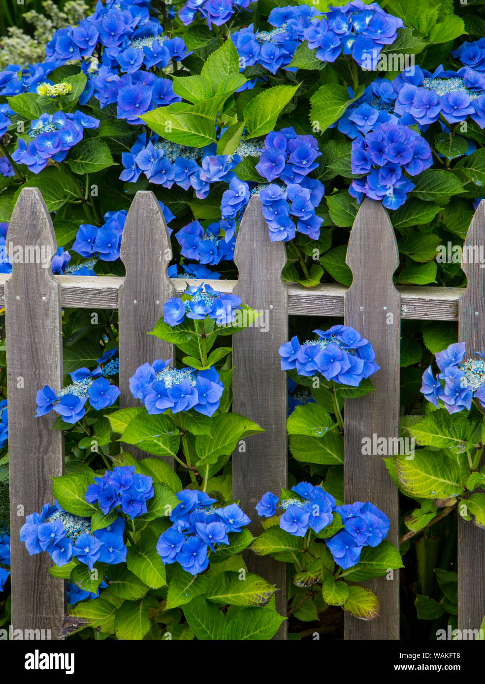 Blue hydrangea fence hi-res stock photography and images - Alamy