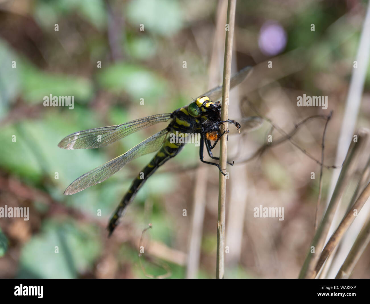 Dragonfly Feeding High Resolution Stock Photography and Images - Alamy