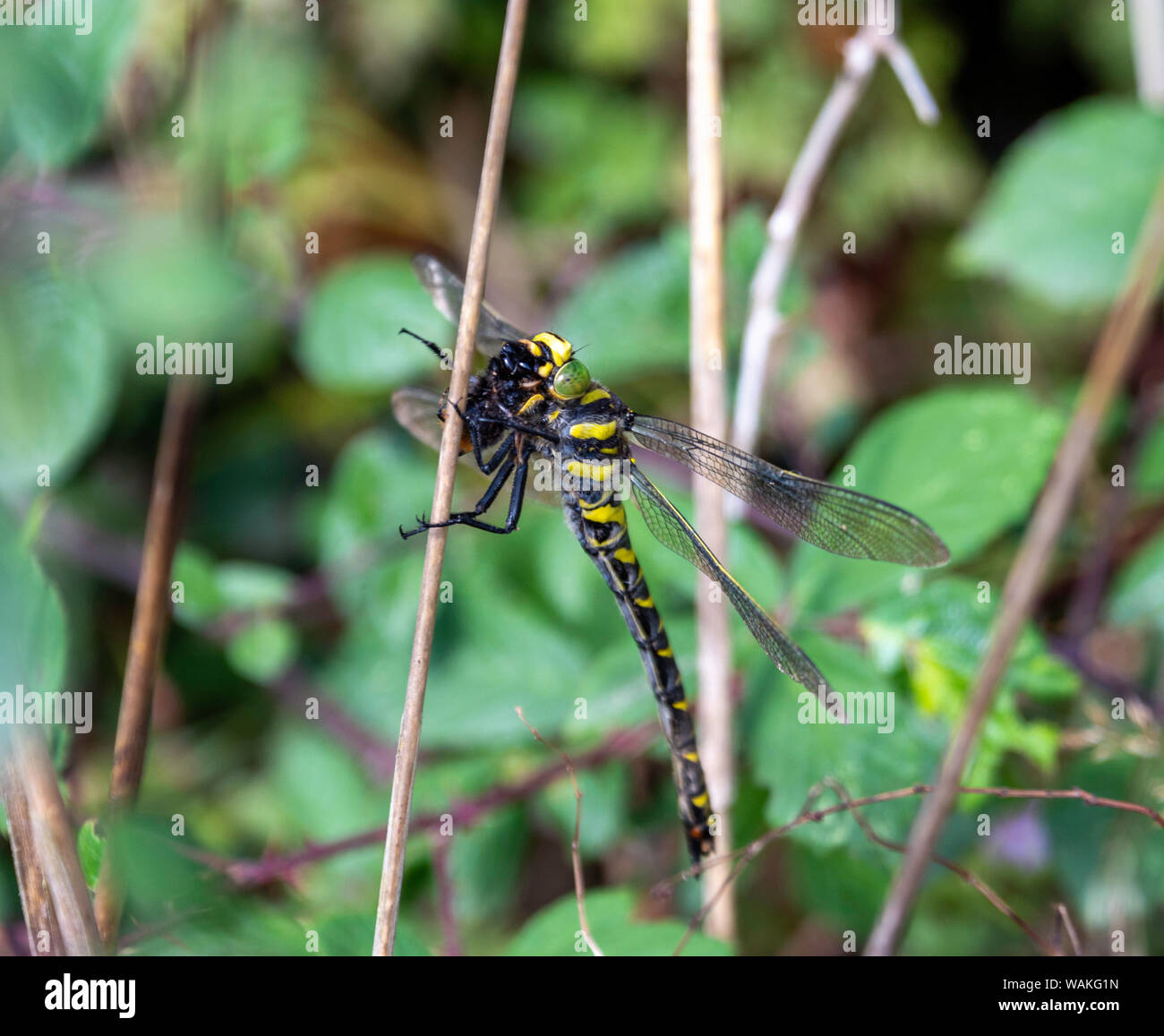 Dragonfly Feeding High Resolution Stock Photography and Images - Alamy
