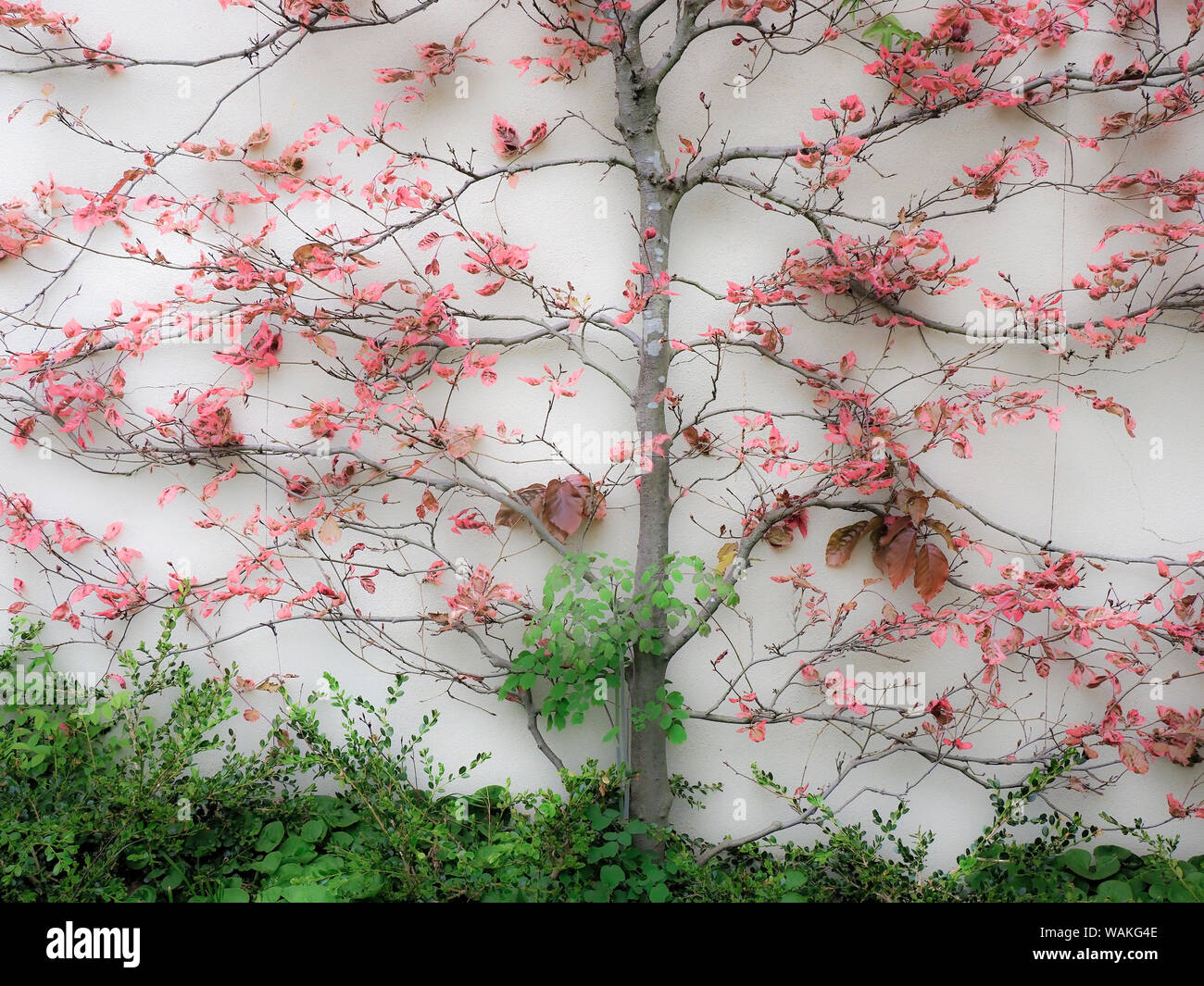 Growing against a wall hi-res stock photography and images - Alamy