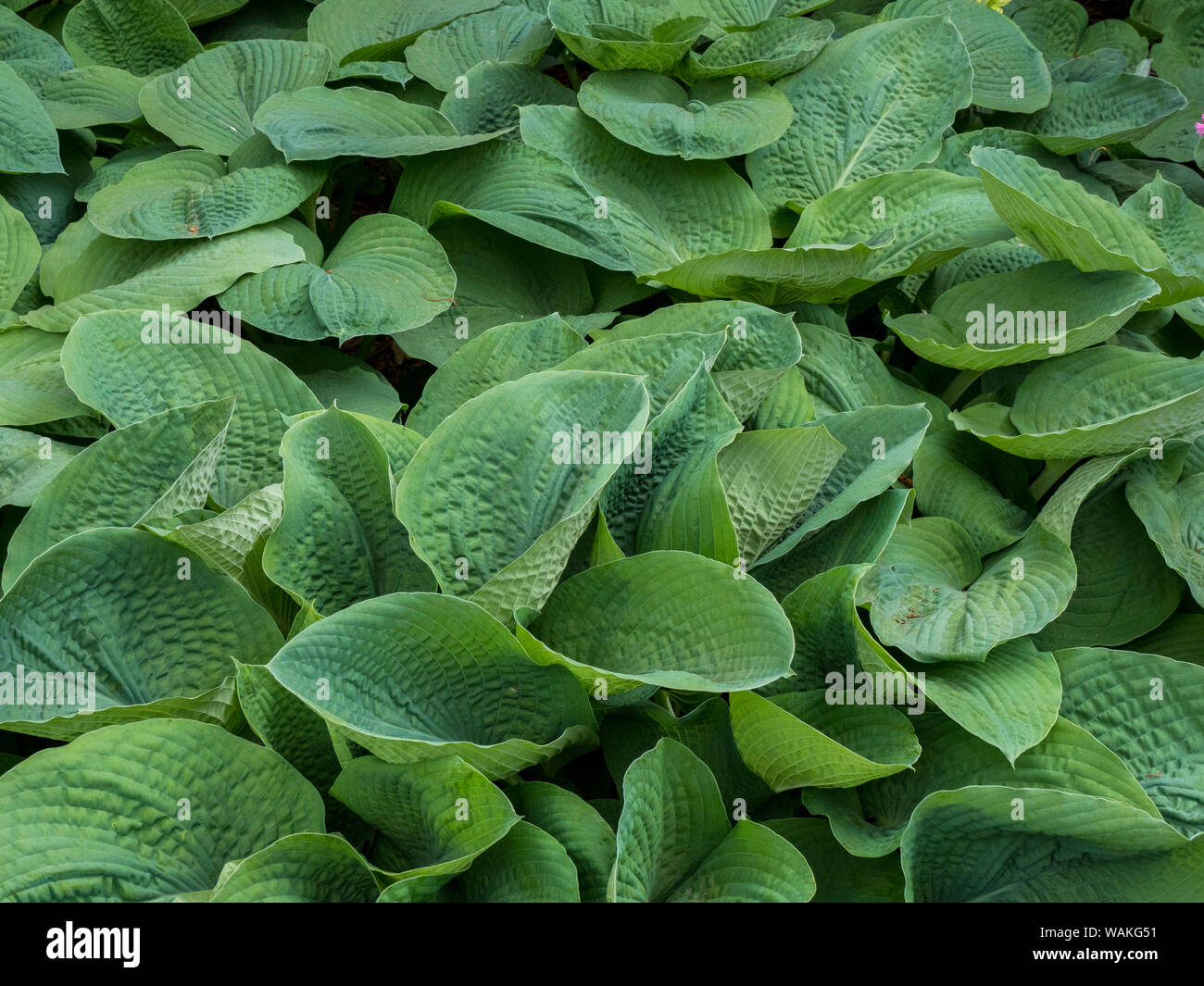 USA, Pennsylvania. A large group of hosta plants in a garden Stock ...