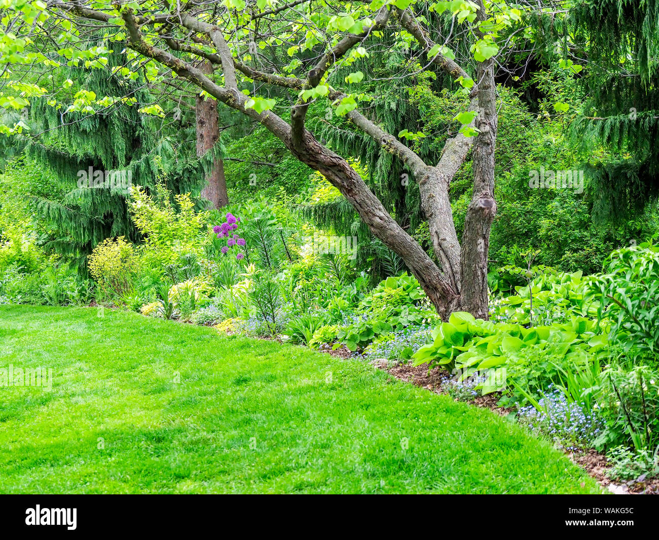 USA, Pennsylvania. Springtime flowering plants and textures along a ...