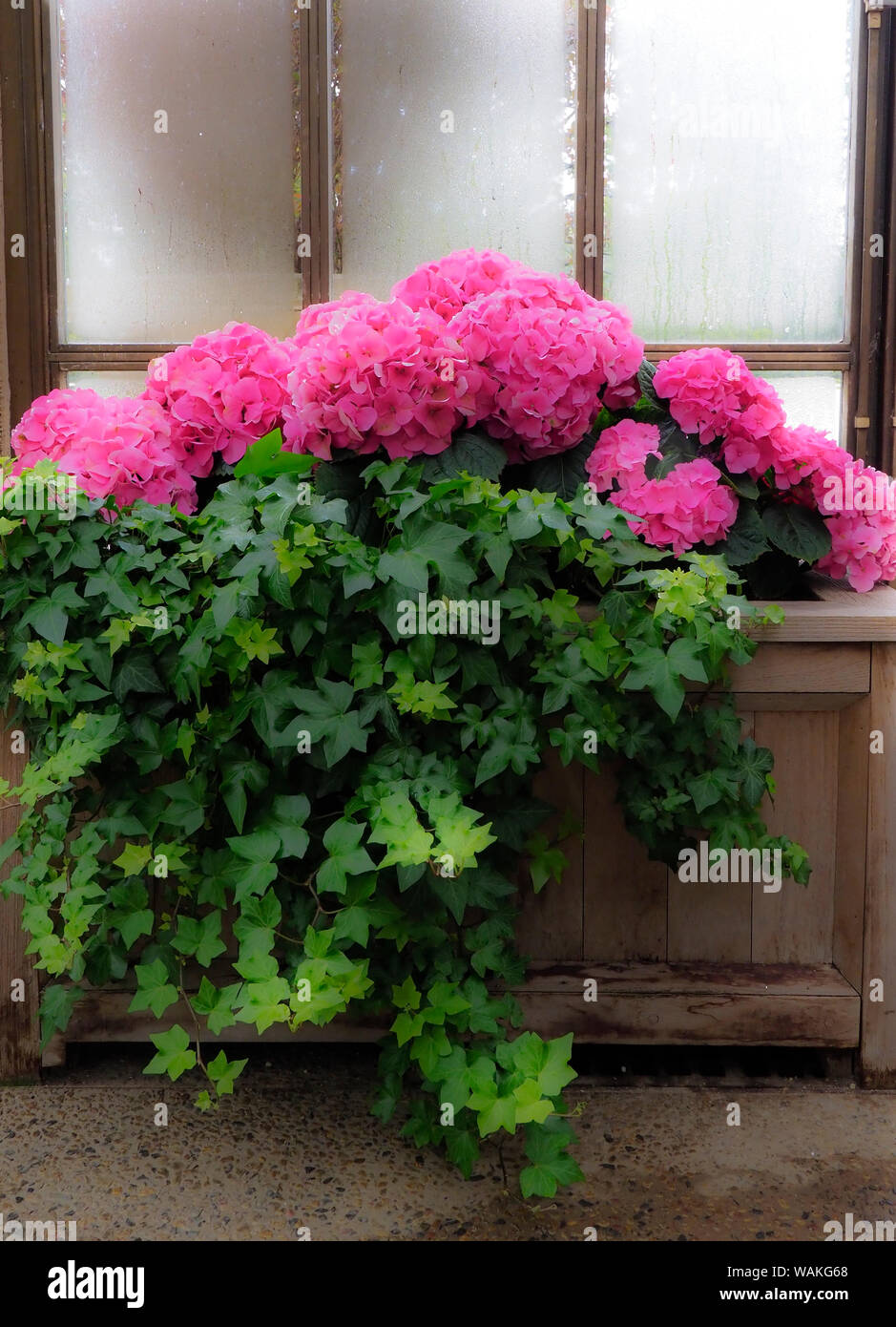 USA, Pennsylvania. Pink hydrangeas and ivy in a planter Stock Photo - Alamy