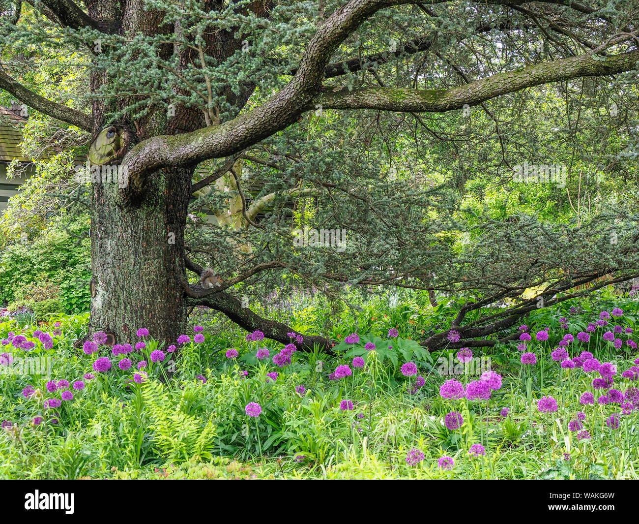 USA, Pennsylvania. Old tree surrounded by blooming allium Stock Photo ...