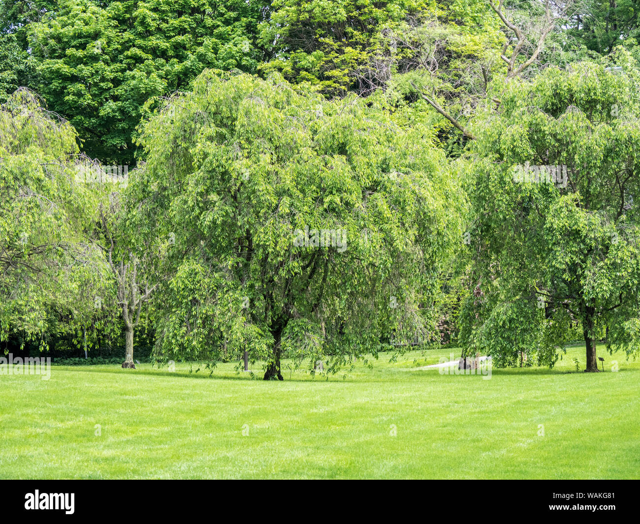 USA, Pennsylvania. Trees in a garden Stock Photo - Alamy