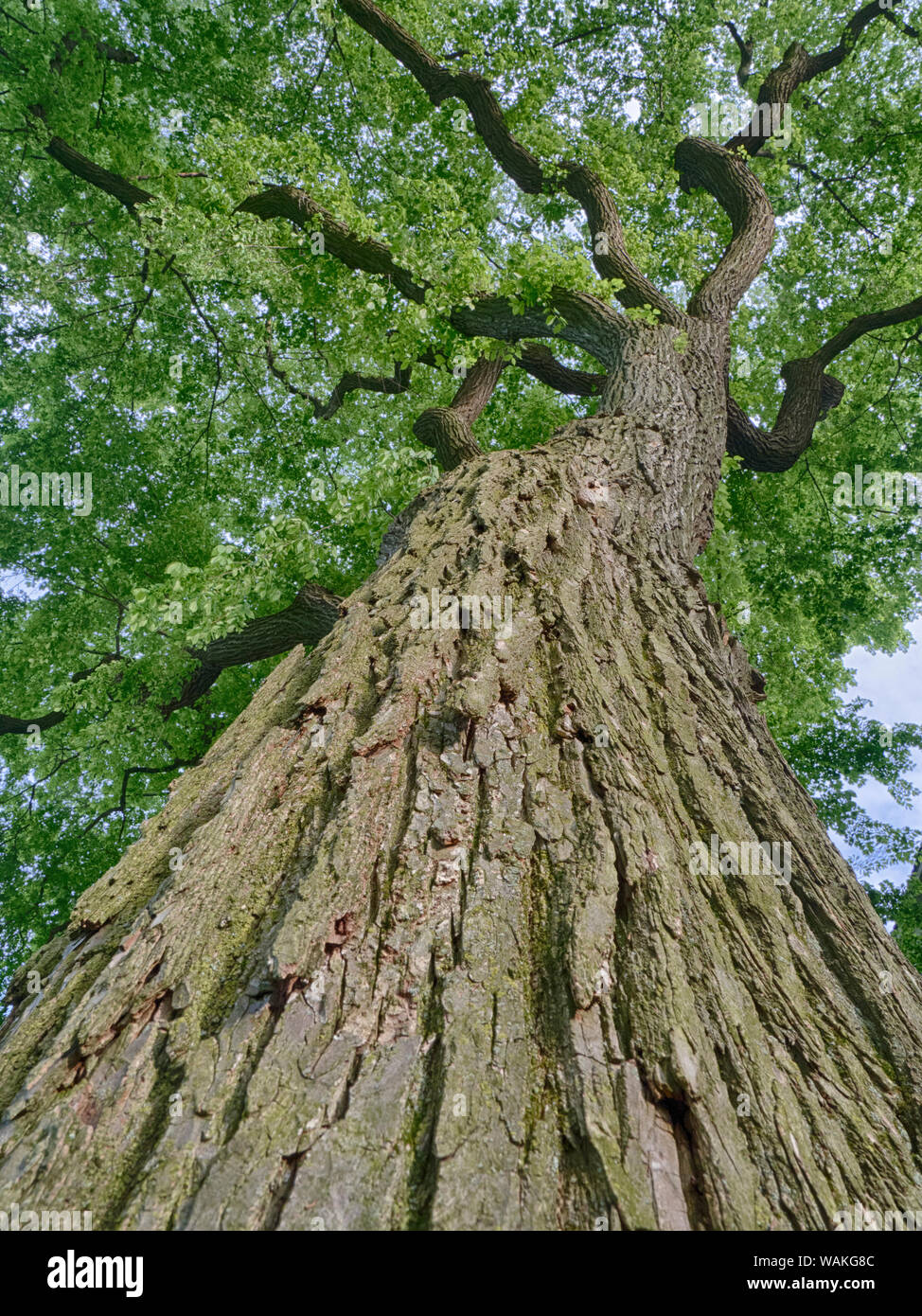 USA, Pennsylvania. Looking up at a very tall and old tree from below ...