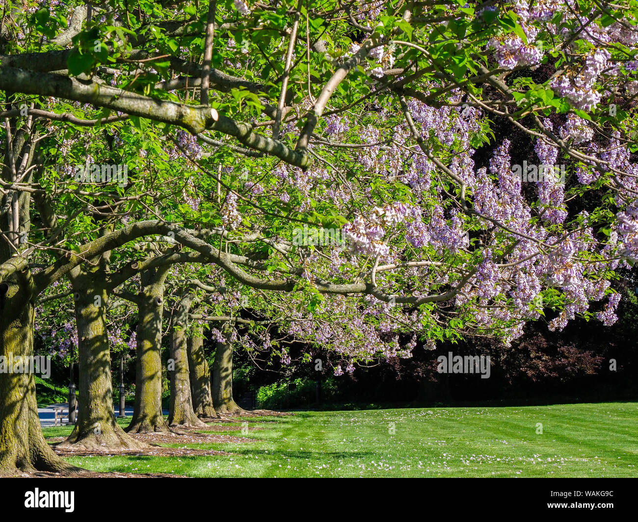 USA, Pennsylvania. The Empress Tree 'Paulownia tomentosa' in full bloom ...