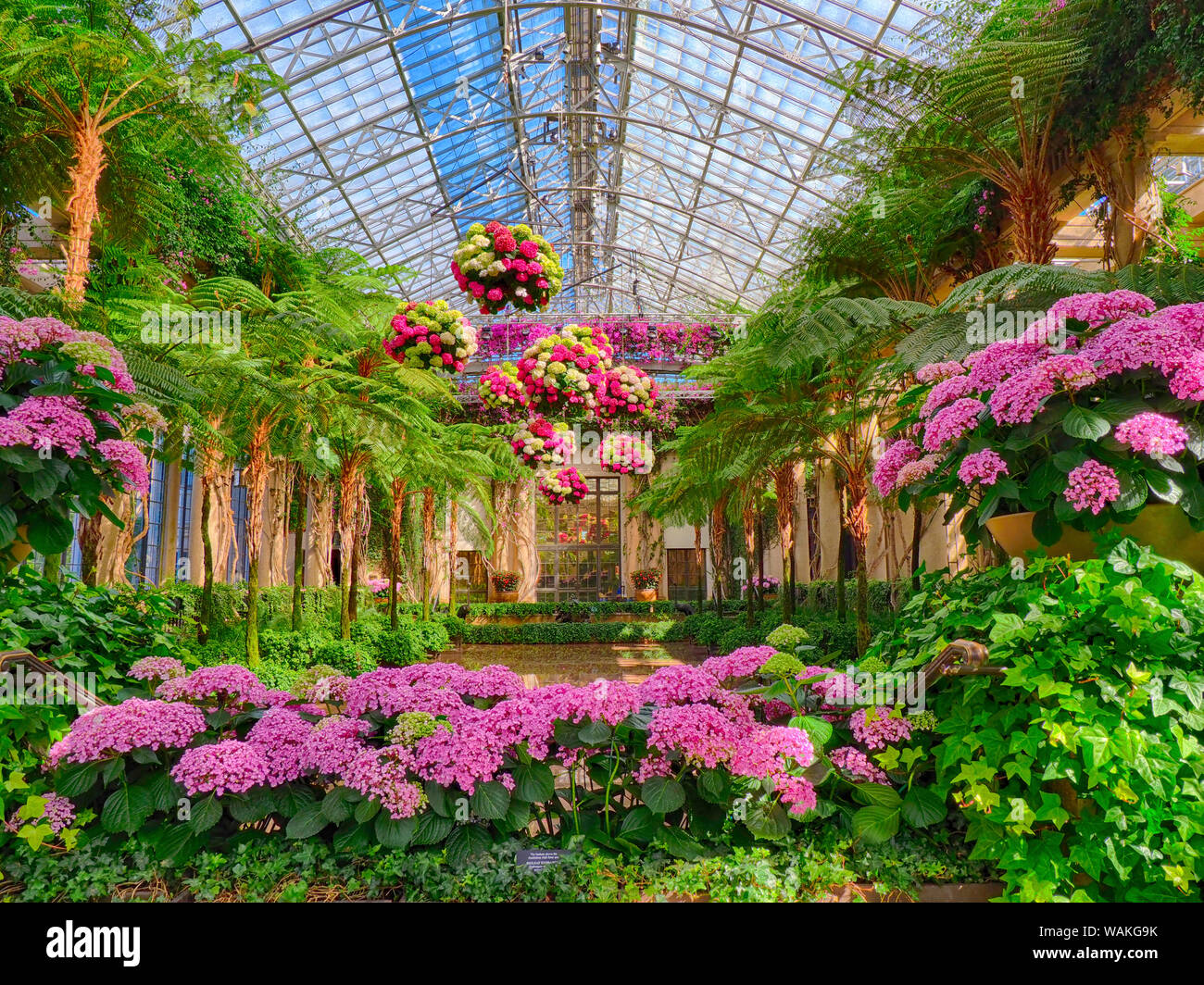USA, Pennsylvania. Indoor garden in the spring with hydrangeas in ...
