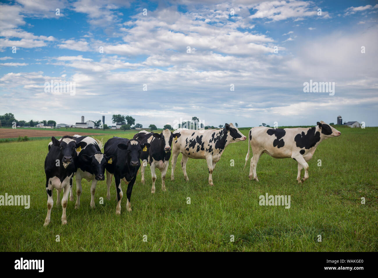 USA, Pennsylvania, Ronks. cows Stock Photo - Alamy