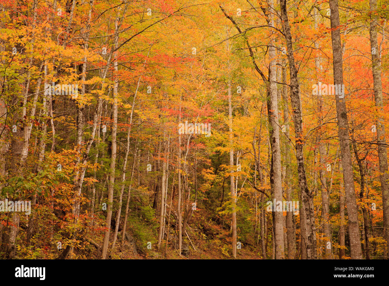USA, Tennessee. Fall foliage along the Little River in the Smoky ...