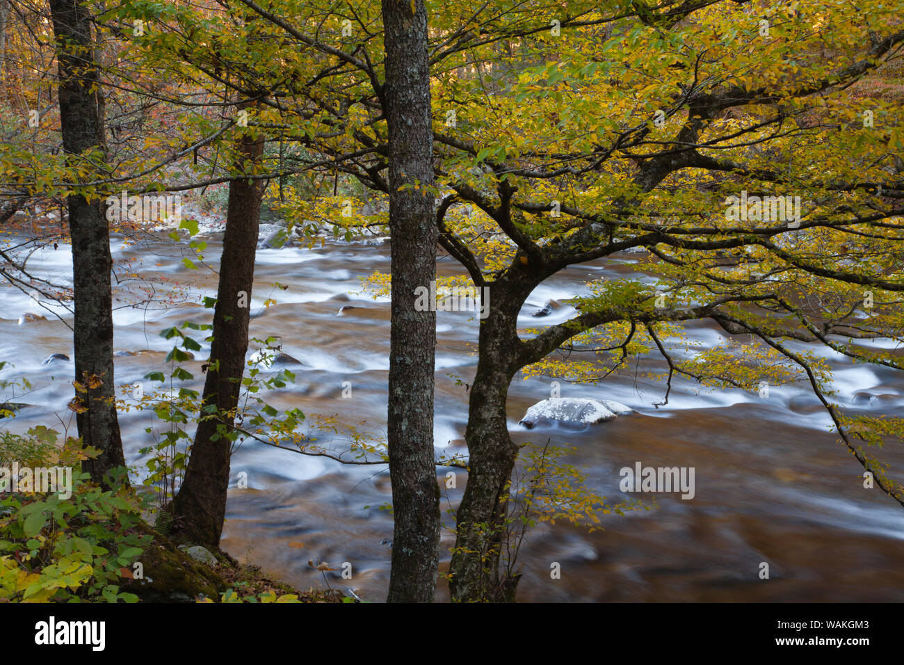 USA, Tennessee. Trees along the Little River in the Smoky Mountains ...