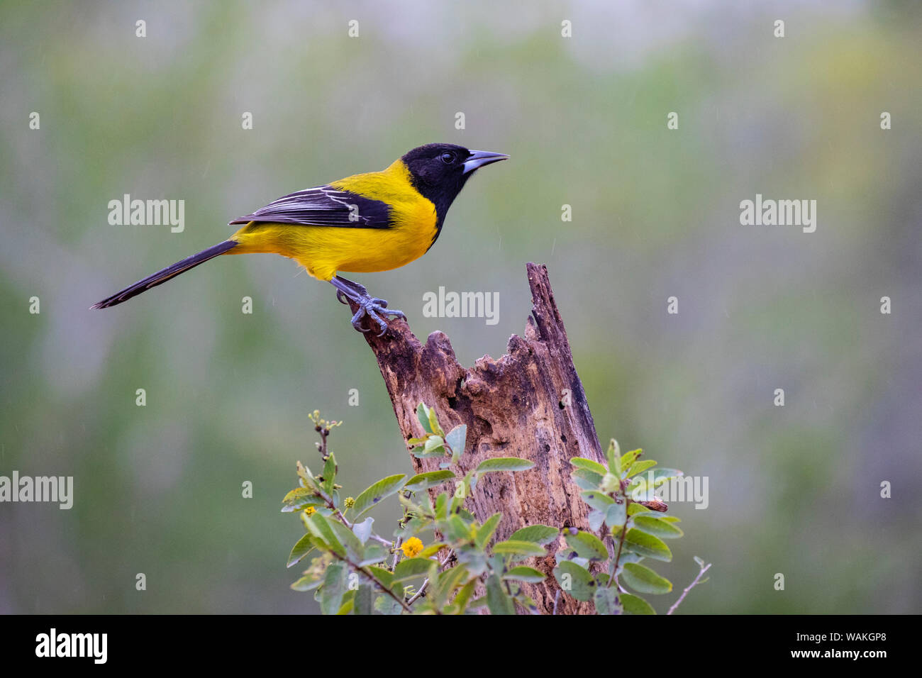 Audubons Oriole High Resolution Stock Photography and Images - Alamy