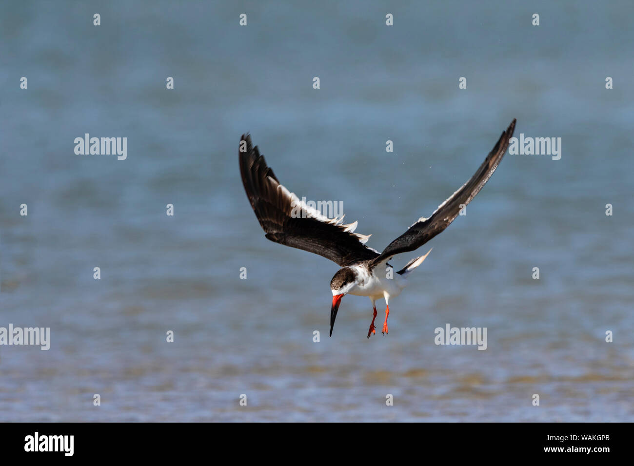 Black skimmer (Rynchops niger) landing Stock Photo - Alamy