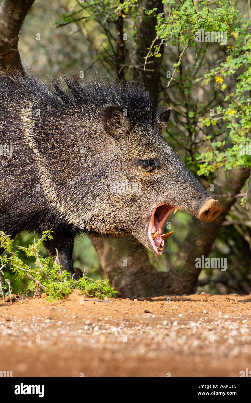 Collared peccary (Pecari tajacu) yawning Stock Photo - Alamy