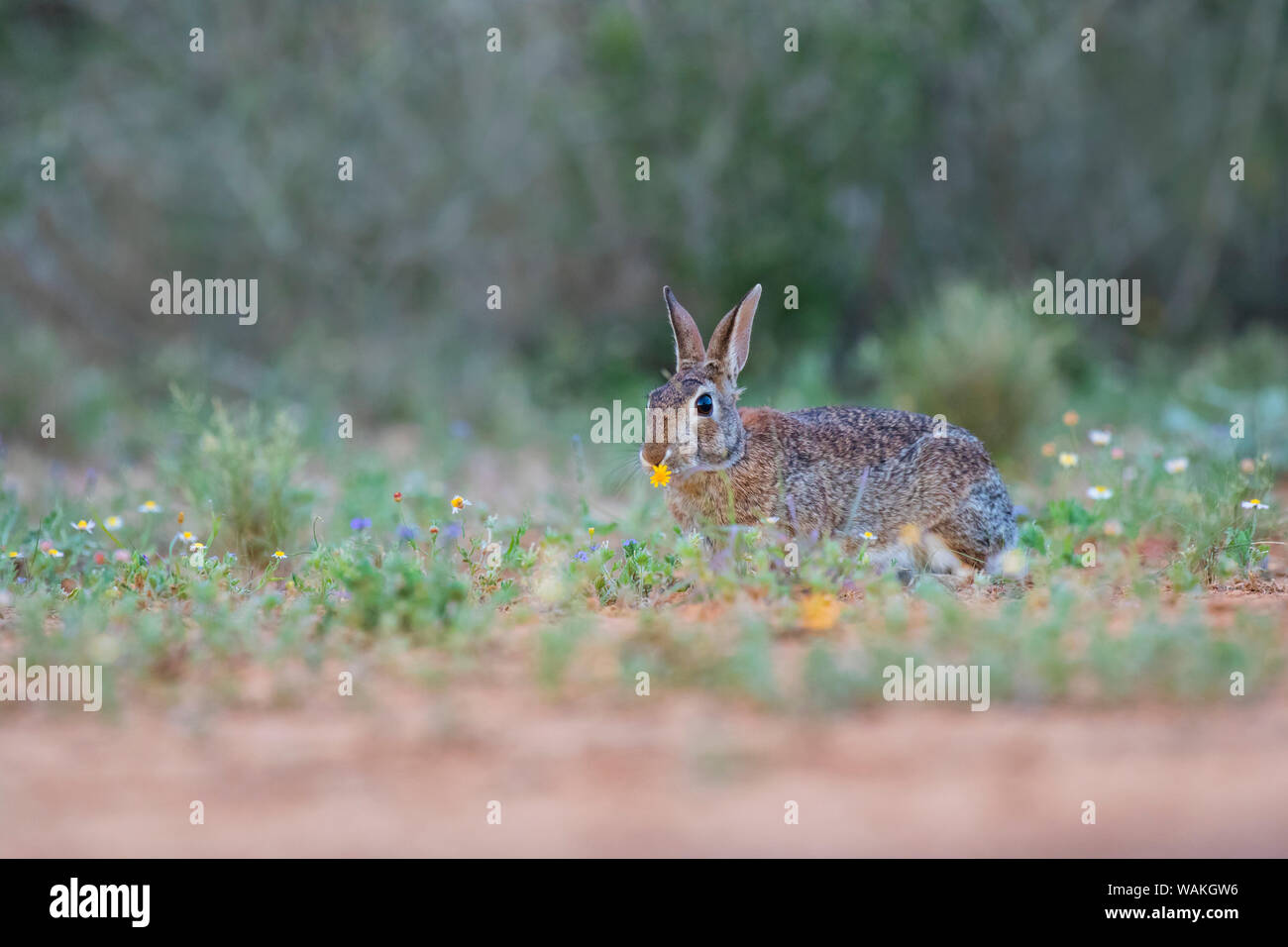 Eastern cottontail (Sylvilagus floridanus) eating Stock Photo - Alamy