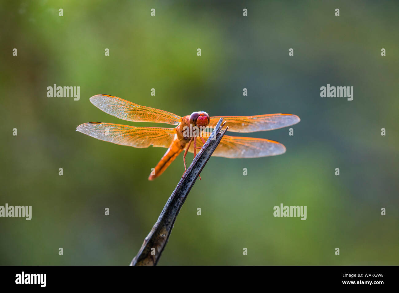 Flame skimmer (Libellula saturata) dragonfly on perch Stock Photo - Alamy