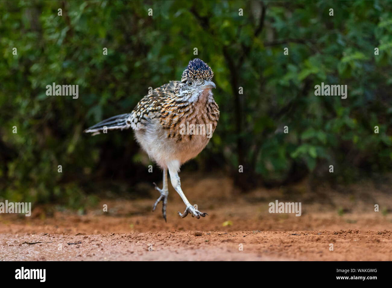 Adult roadrunner hi-res stock photography and images - Alamy
