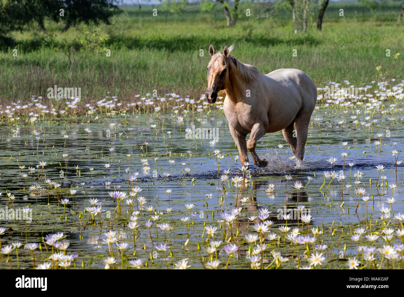Horse wading in shallow pond Stock Photo - Alamy