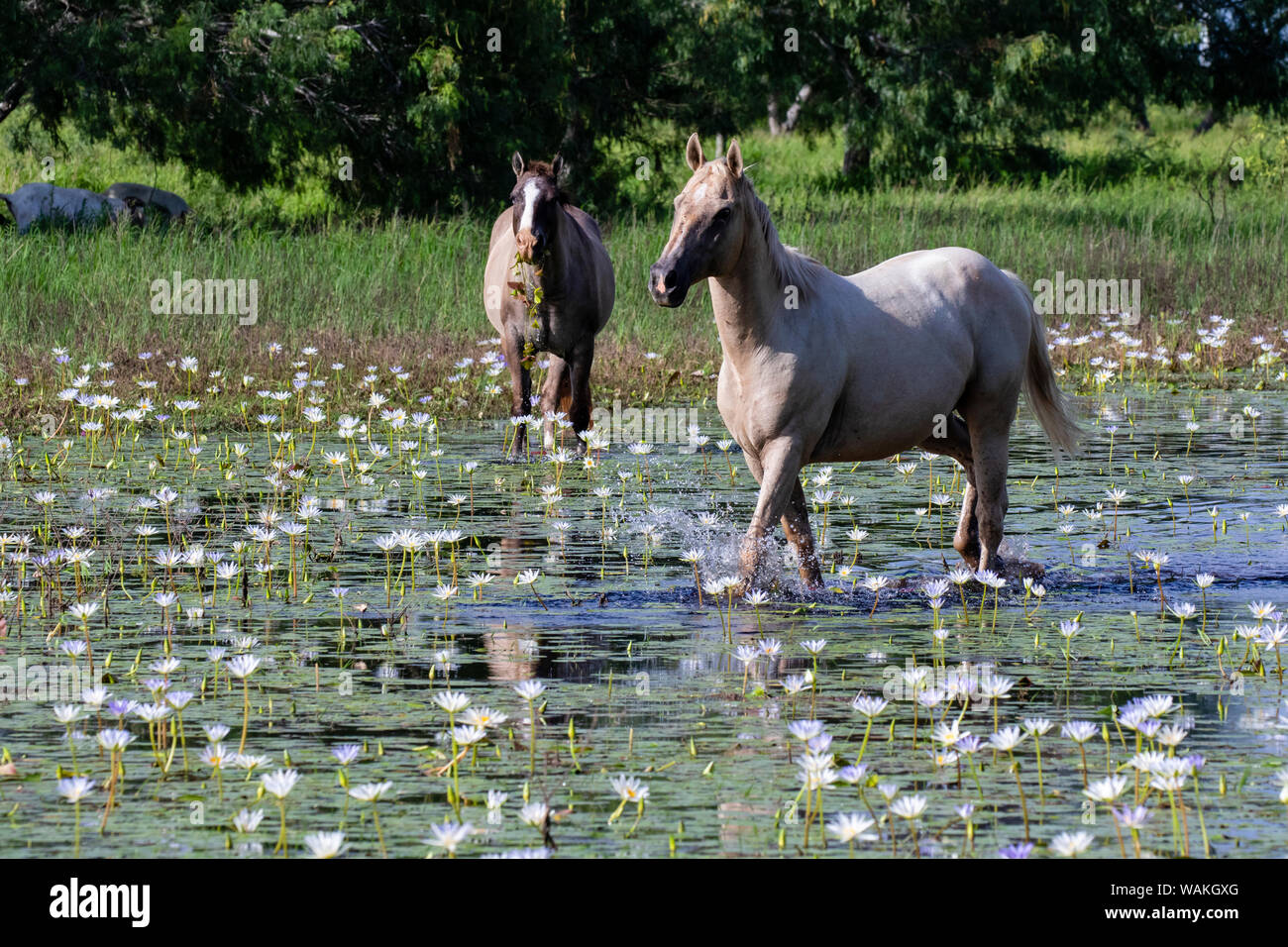 Horse wading in shallow pond Stock Photo - Alamy