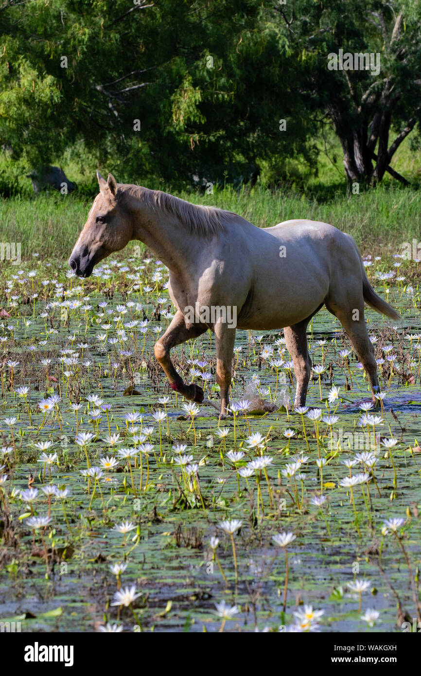 Horse wading in shallow pond Stock Photo - Alamy