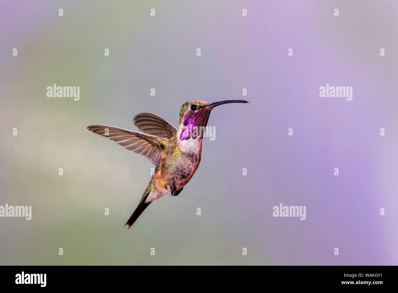 Lucifer hummingbird (Calothorax lucifer) male hovering Stock Photo - Alamy