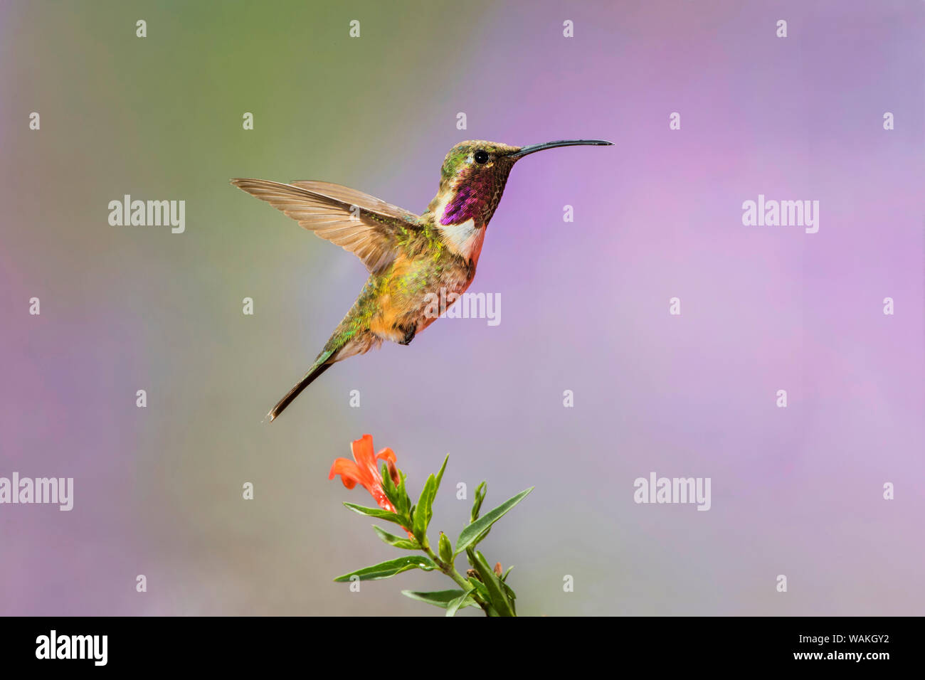 Lucifer hummingbird (Calothorax lucifer) male hovering Stock Photo - Alamy