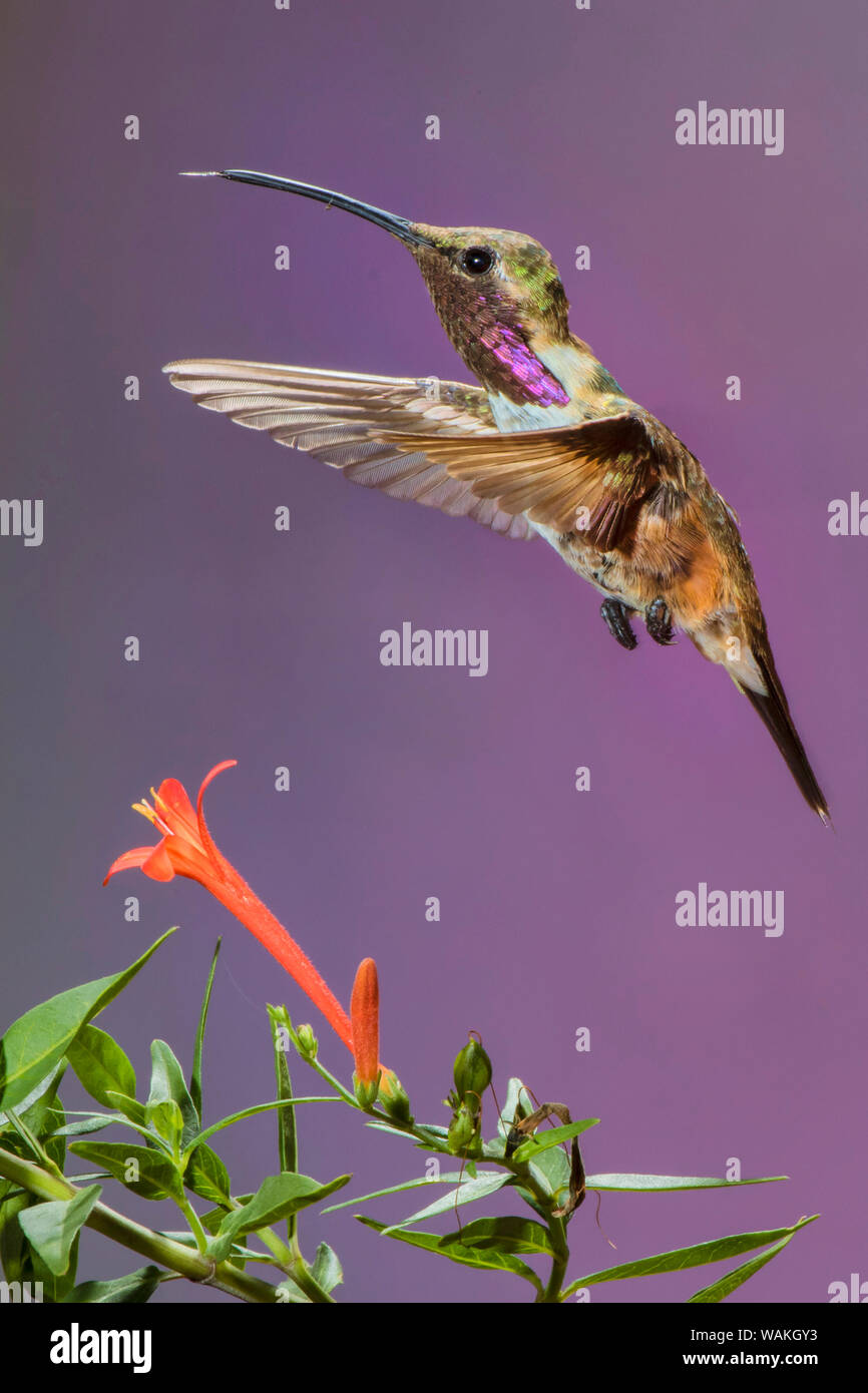 Lucifer hummingbird (Calothorax lucifer) male hovering Stock Photo - Alamy
