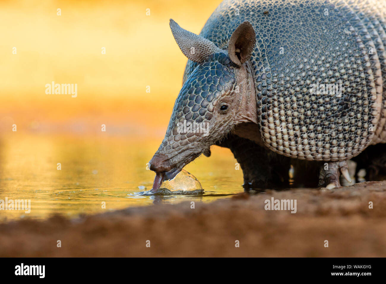 Nine banded armadillo tongue hi-res stock photography and images - Alamy