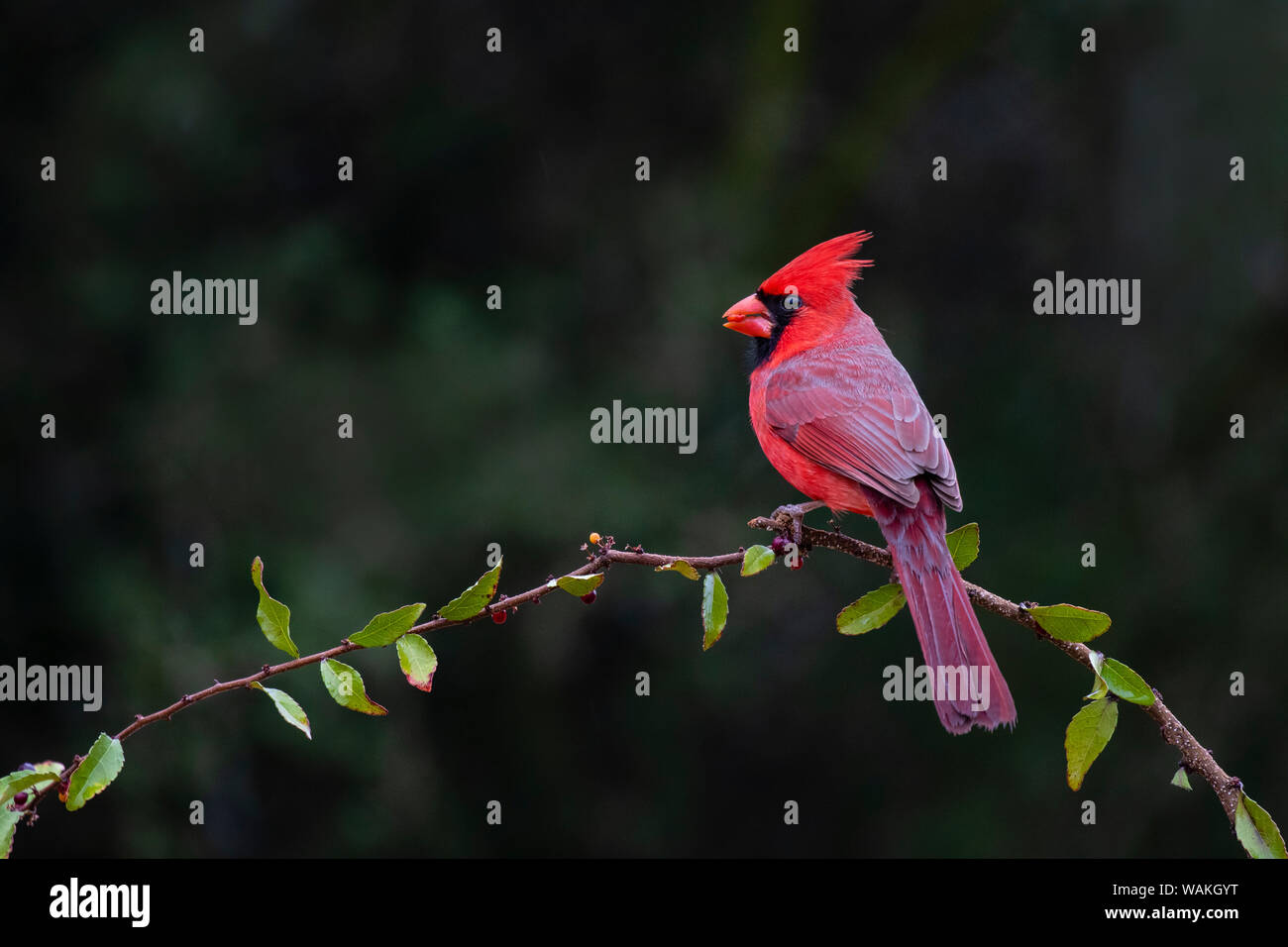 Northern cardinal (Cardinalis cardinalis) perched Stock Photo - Alamy