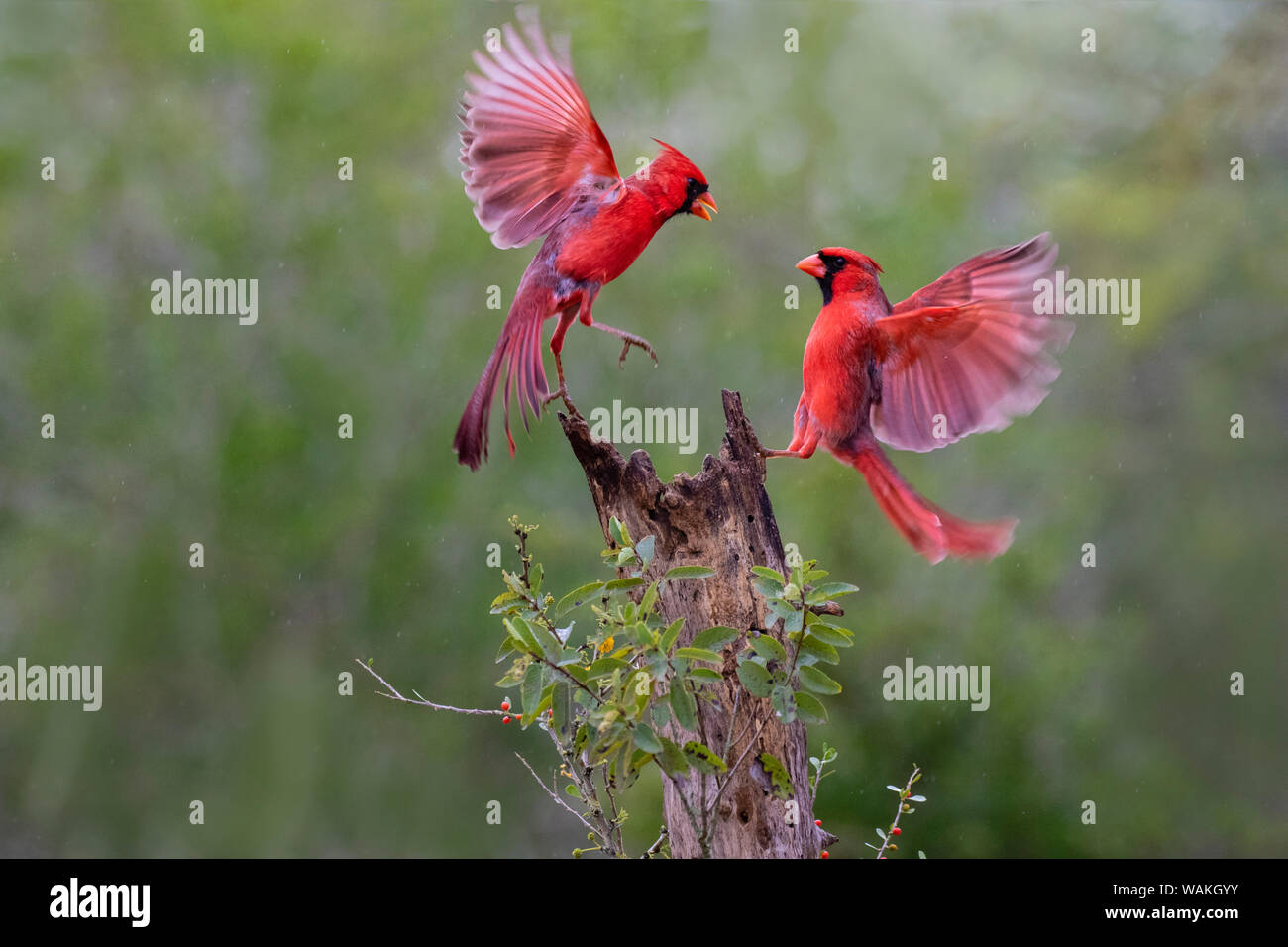 Northern cardinal (Cardinalis cardinalis) males fighting Stock Photo ...