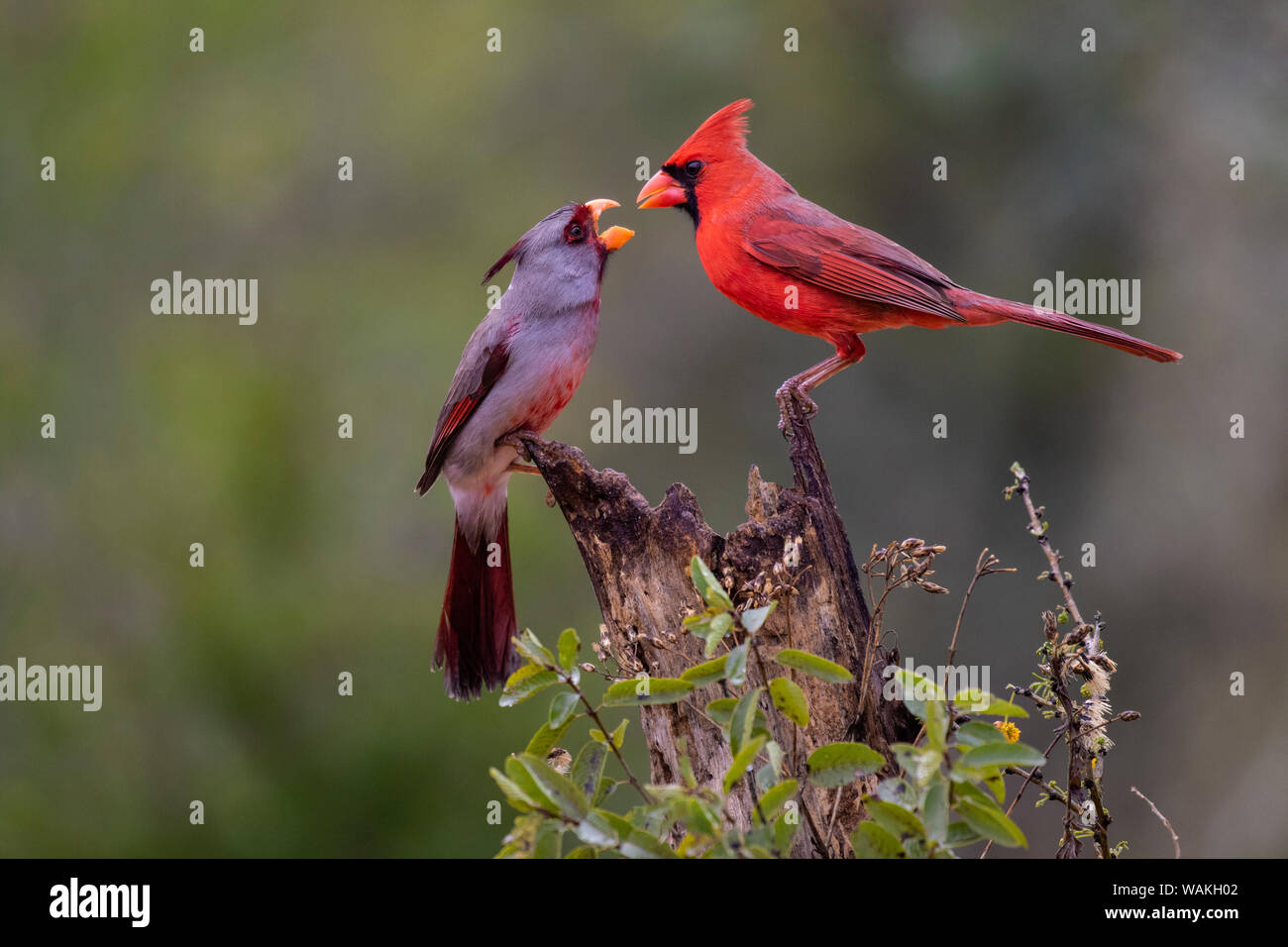 Northern cardinal (Cardinalis cardinalis) and Pyrrhuloxia (Cardinalis ...