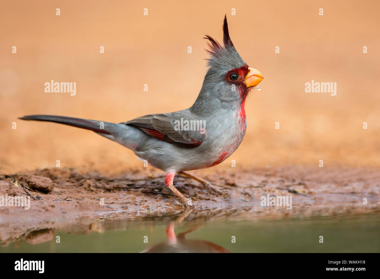 Pyrrhuloxia hi-res stock photography and images - Alamy