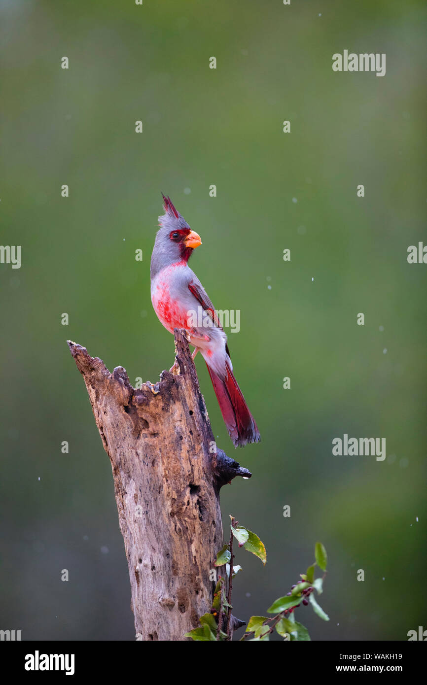 Pyrrhuloxia hi-res stock photography and images - Alamy