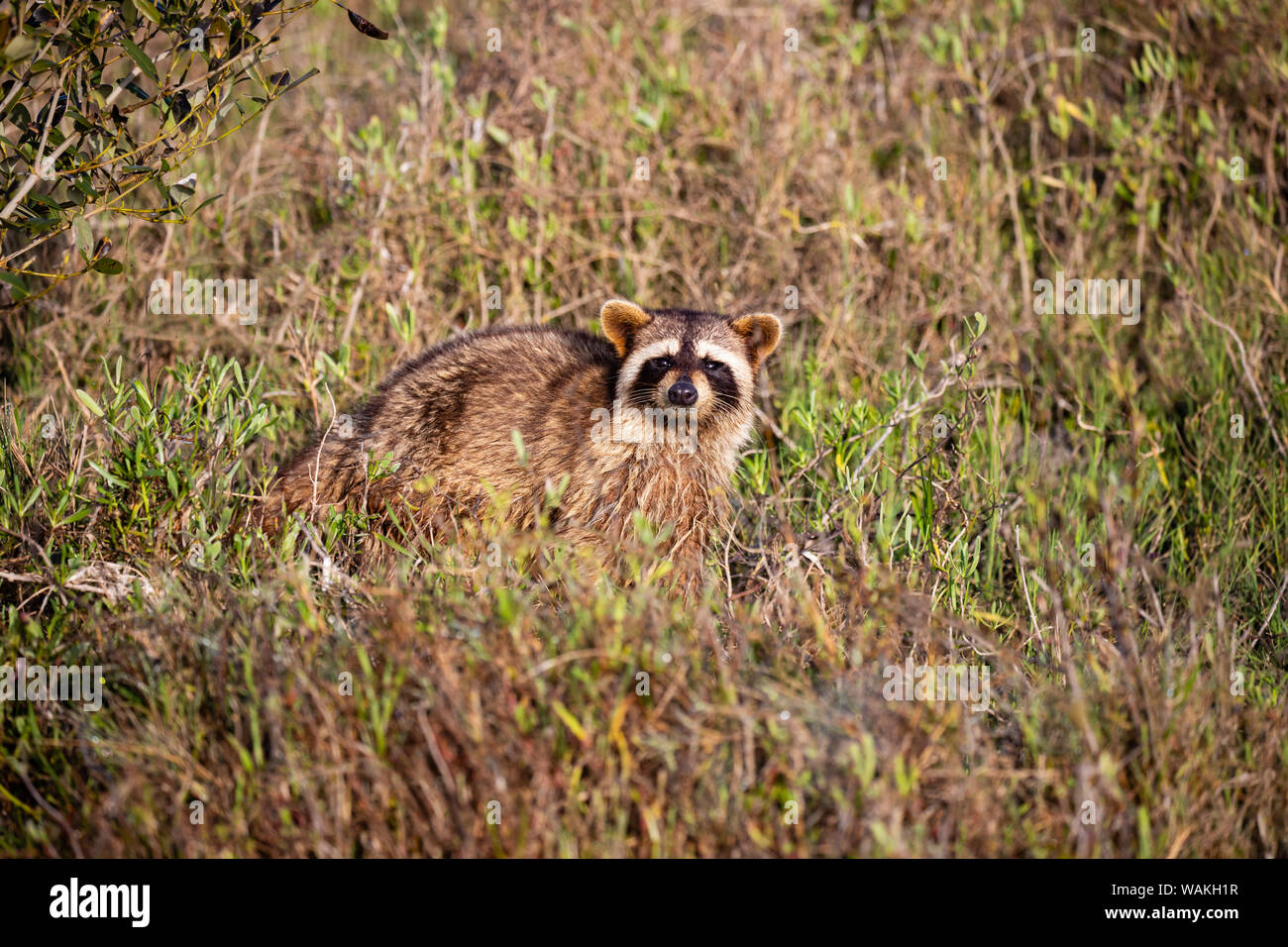 Common raccoon hi-res stock photography and images - Alamy