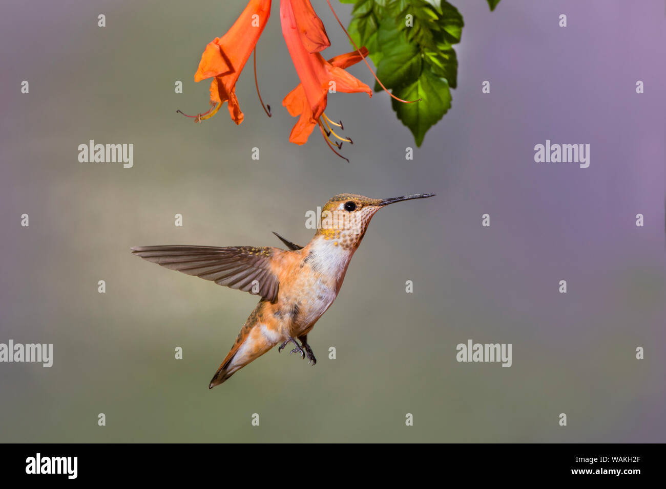 Rufous hummingbird (Selasphorus rufus) flying Stock Photo - Alamy