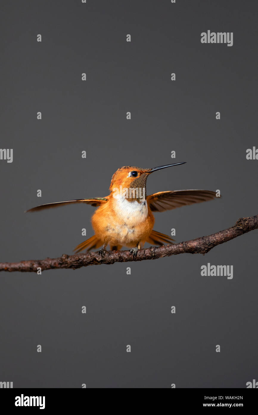 Rufous hummingbird (Selasphorus rufus Stock Photo - Alamy
