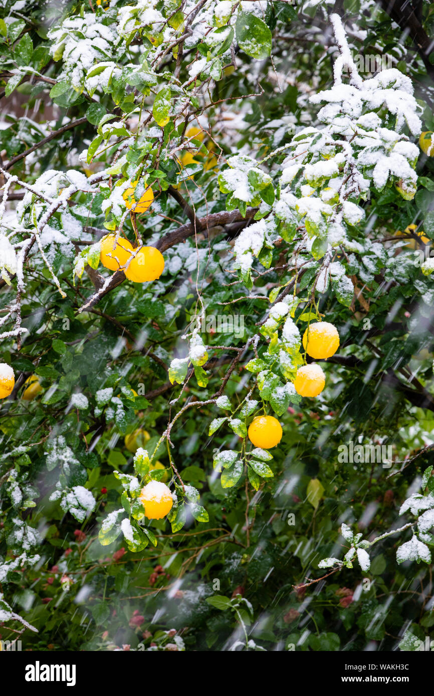 Orange snow hi-res stock photography and images - Alamy