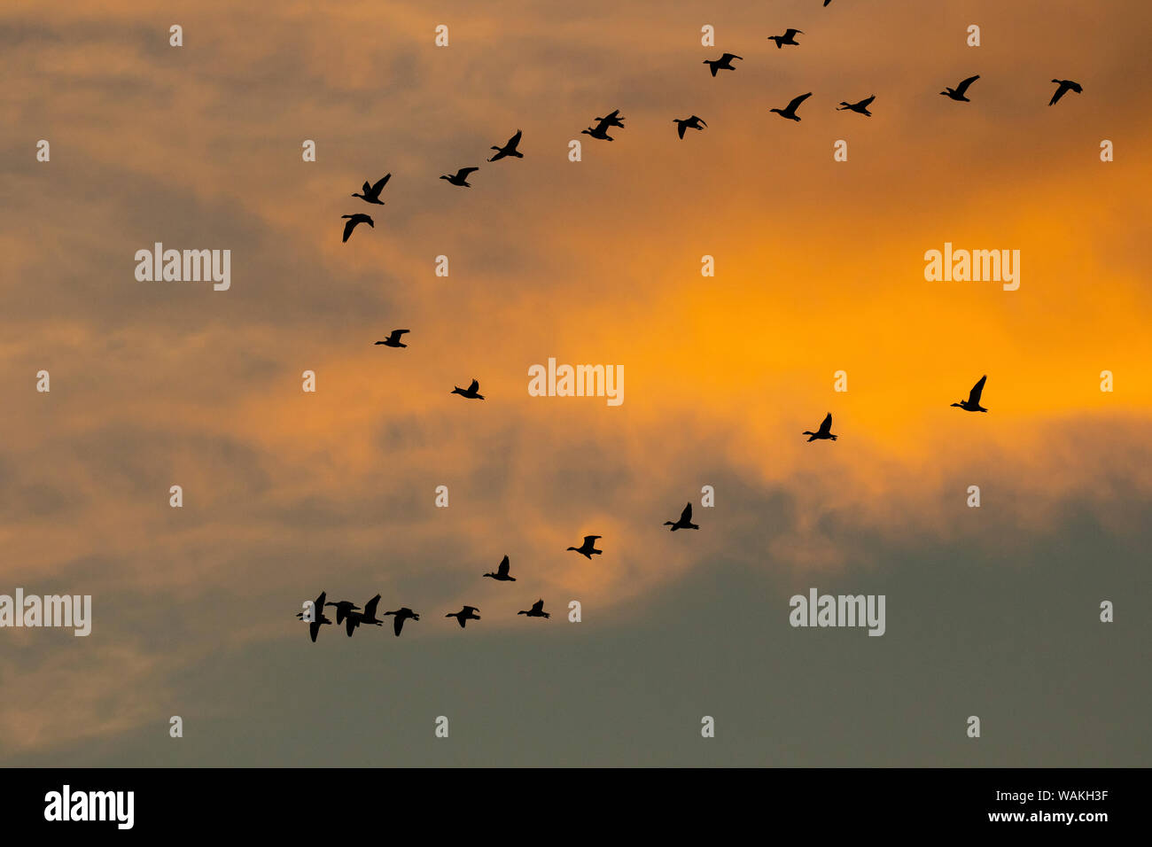 Geese in formation hi-res stock photography and images - Alamy