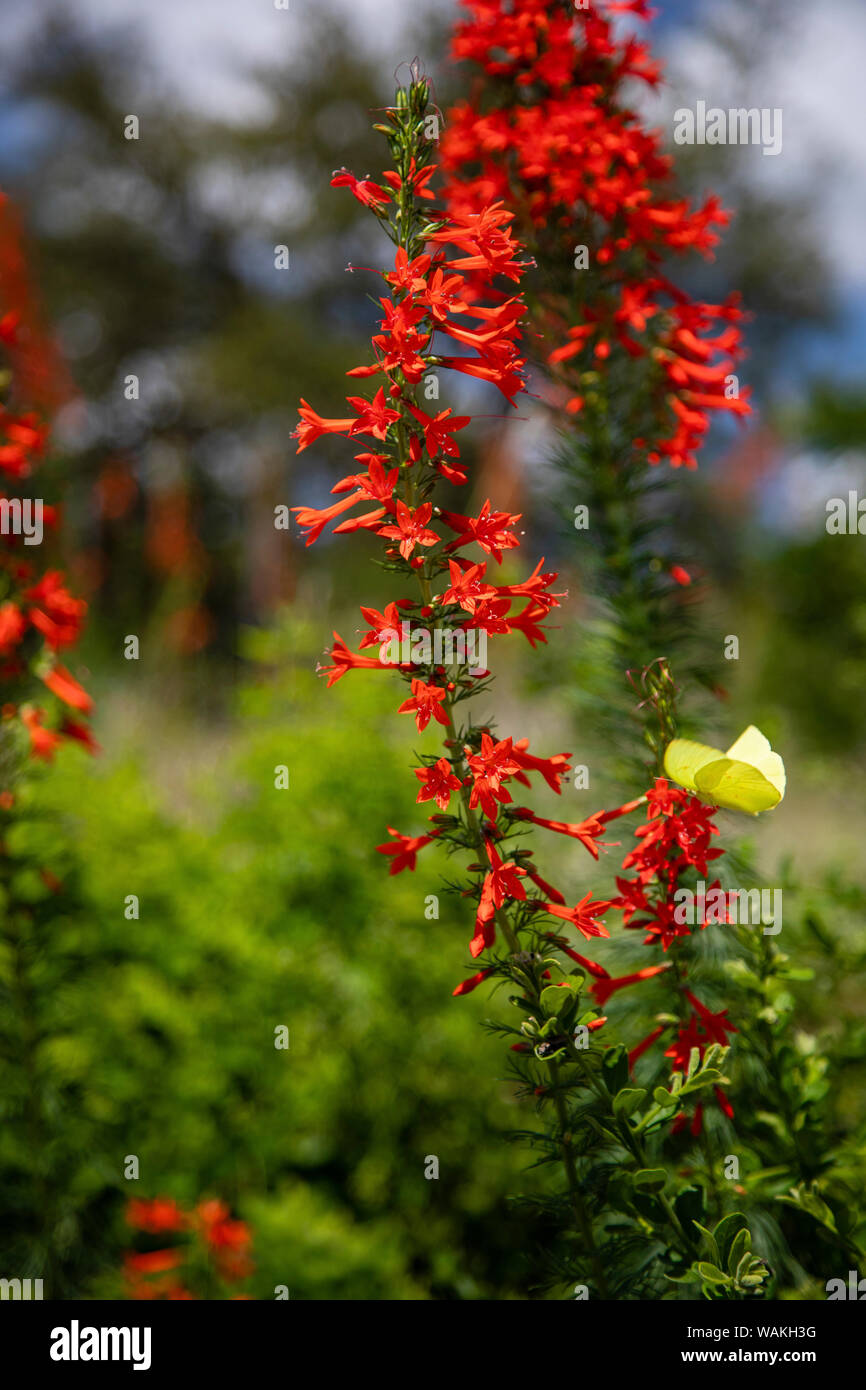 Ipomopsis rubra hi-res stock photography and images - Alamy