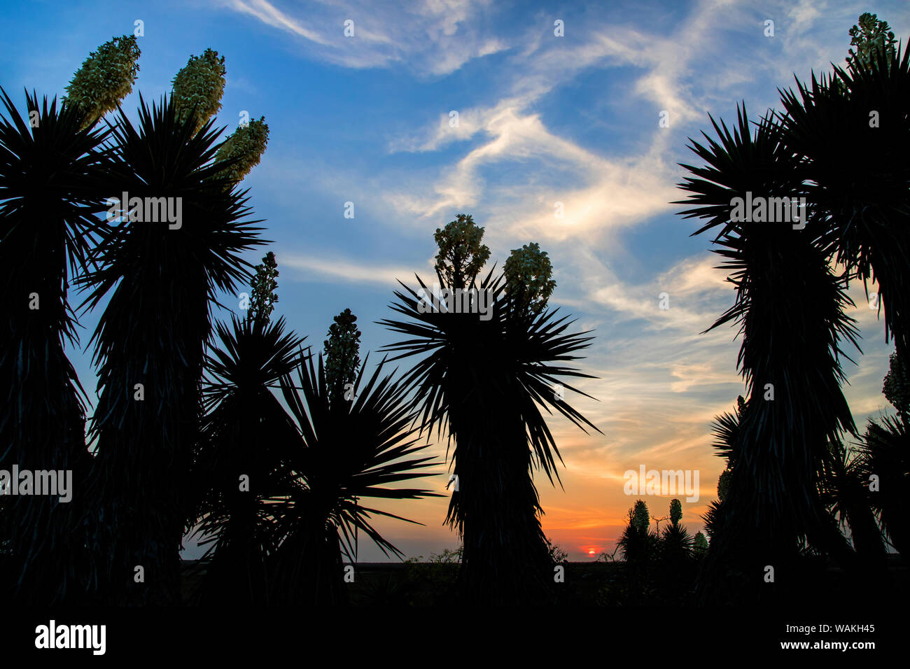 Spanish dagger hi-res stock photography and images - Alamy