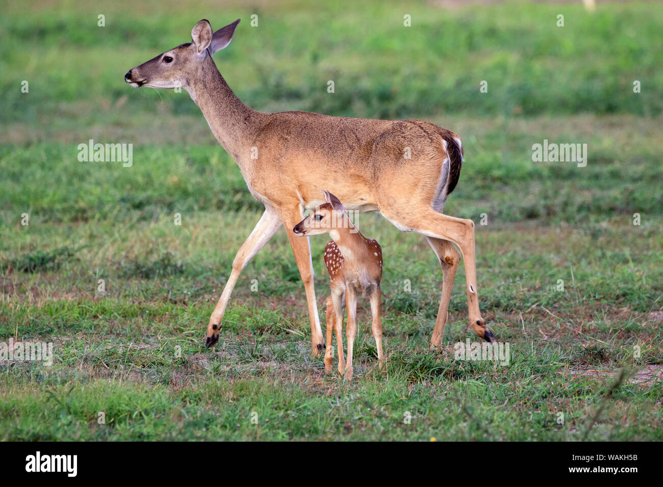 Doe and baby hi-res stock photography and images - Alamy