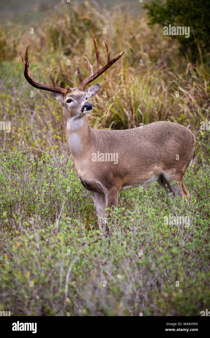 White-tailed deer (Odocoileus virginianus) male Stock Photo - Alamy