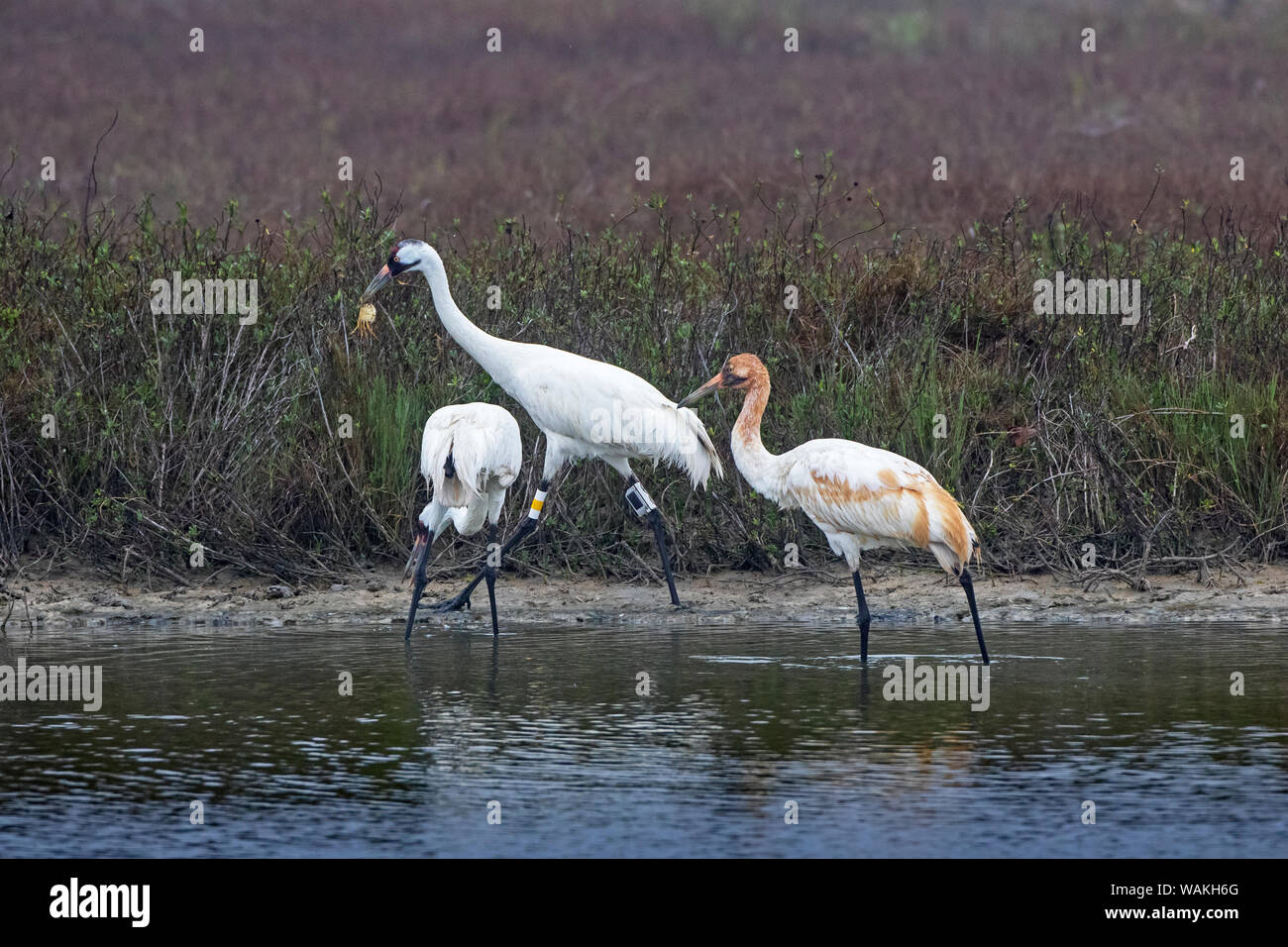 Crab crane hi-res stock photography and images - Alamy