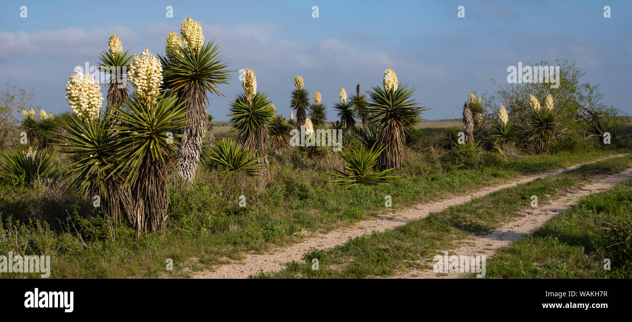 Spanish dagger (Yucca treculeana) in bloom Stock Photo - Alamy