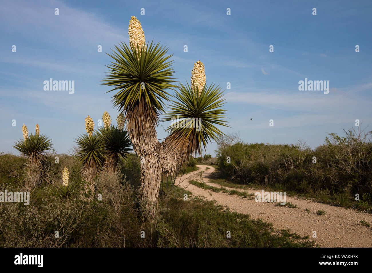 Spanish dagger (Yucca treculeana) in bloom Stock Photo - Alamy