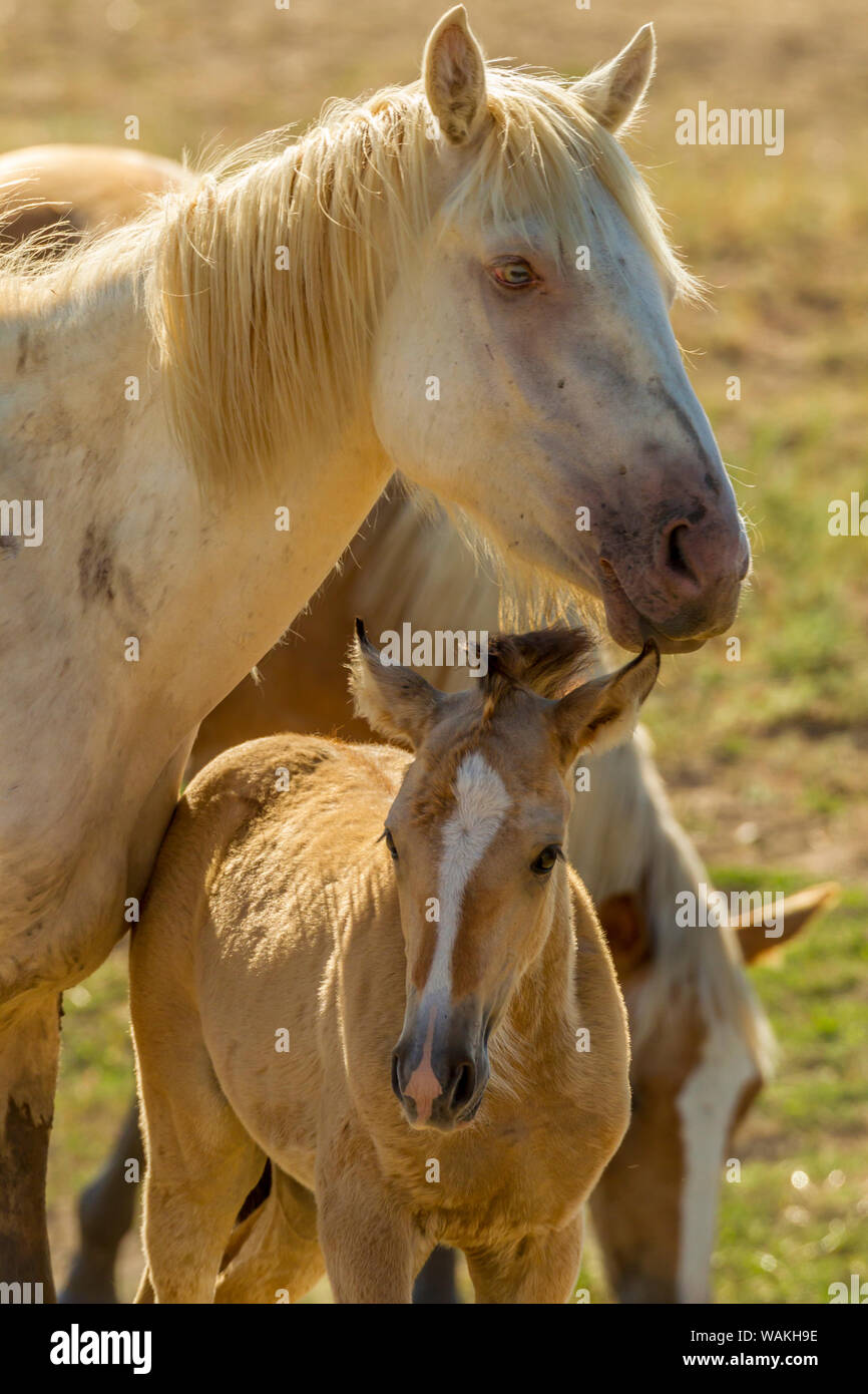Mother horse with colt hi-res stock photography and images - Alamy