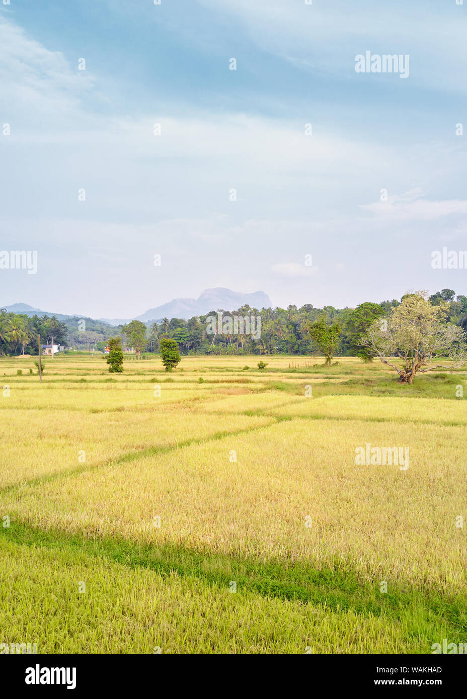 Paddy Plant Plantation Flat Lay Airscape Photo. Countryside Rice Food ...