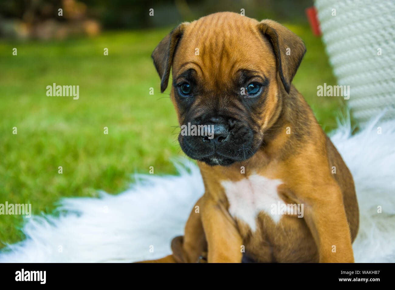 Boxer dog funny hi-res stock photography and images - Alamy