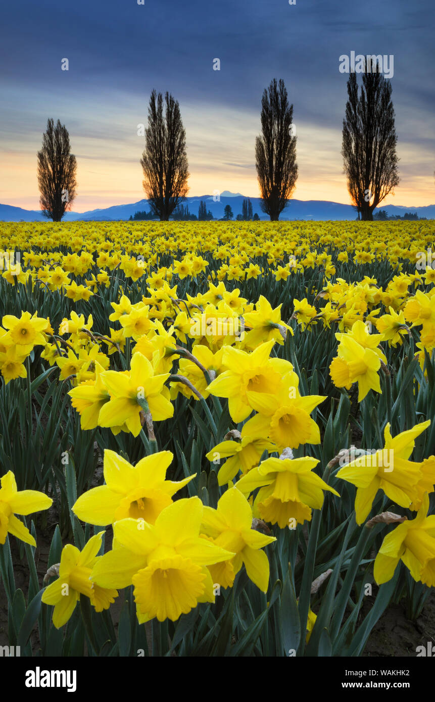 Fields of yellow daffodils in late March, Skagit Valley, Washington ...