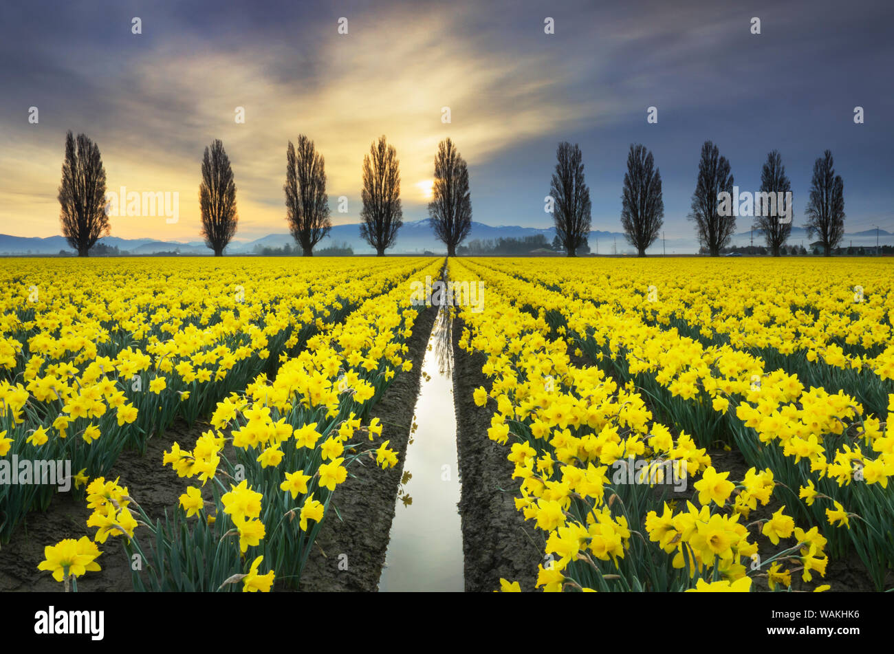 Fields of yellow daffodils in late March, Skagit Valley, Washington ...